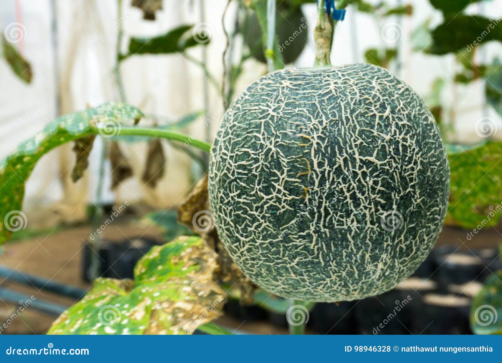 Rock Melon Effect on the Tree Stock Photo - Image of cantaloupe, fresh ...