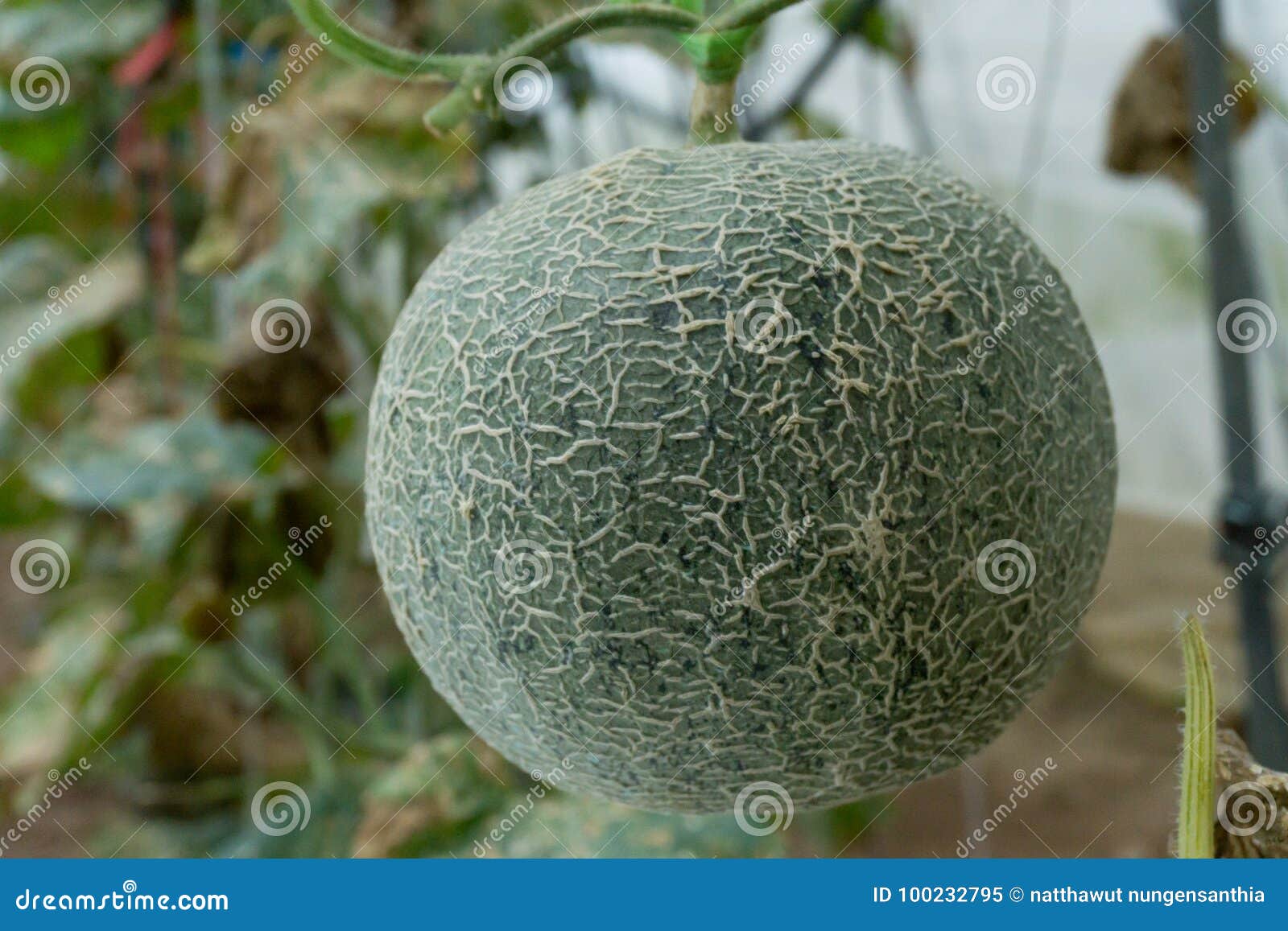 Rock Melon in the Farm,Grow Rock Melon. Stock Image - Image of ...