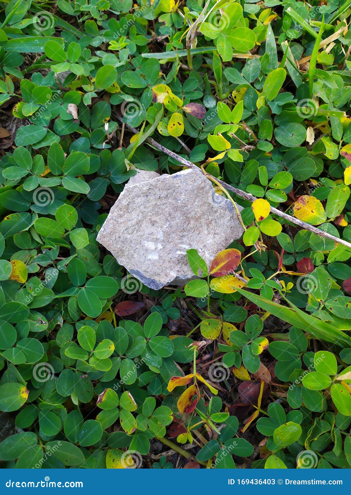 Stones on Green Grass Background Stock Image - Image of plants ...