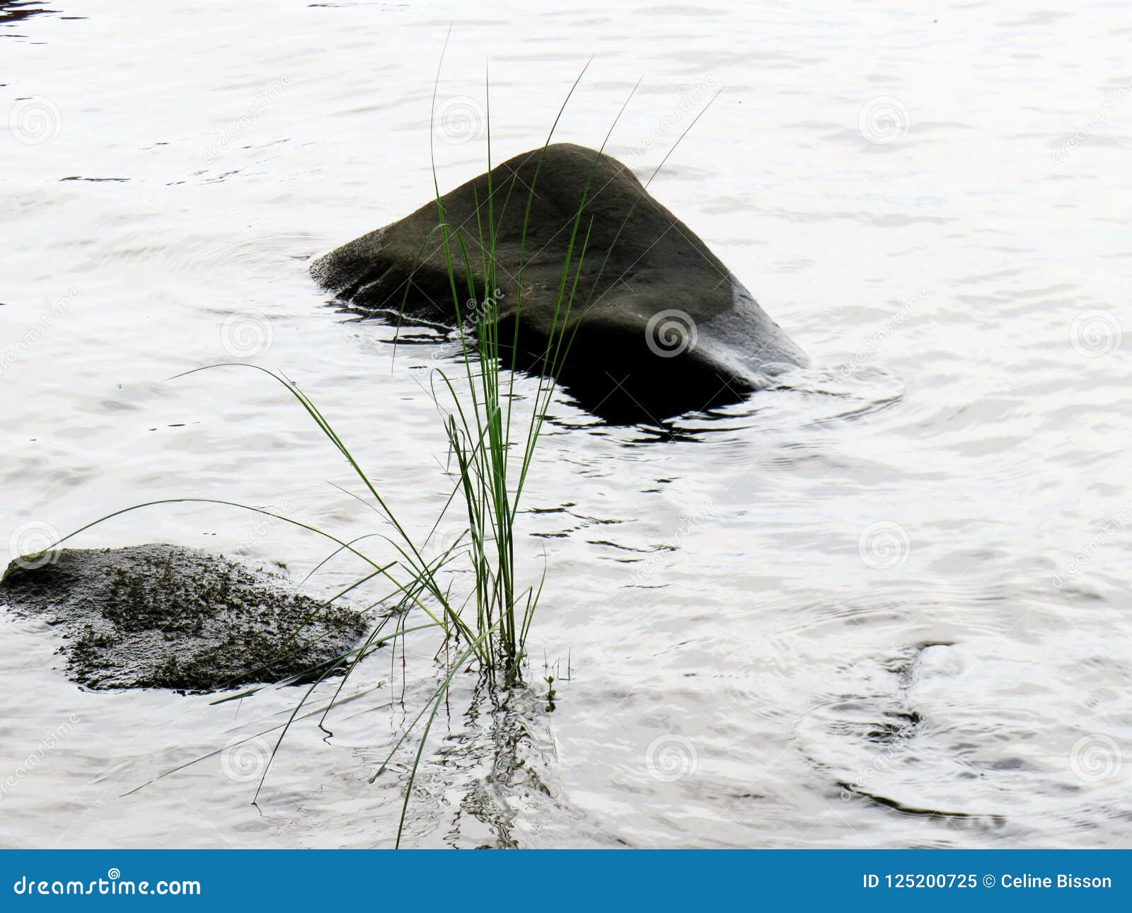 A Rock in the Middle of the Lake with a Stalk of Grass Stock Image ...