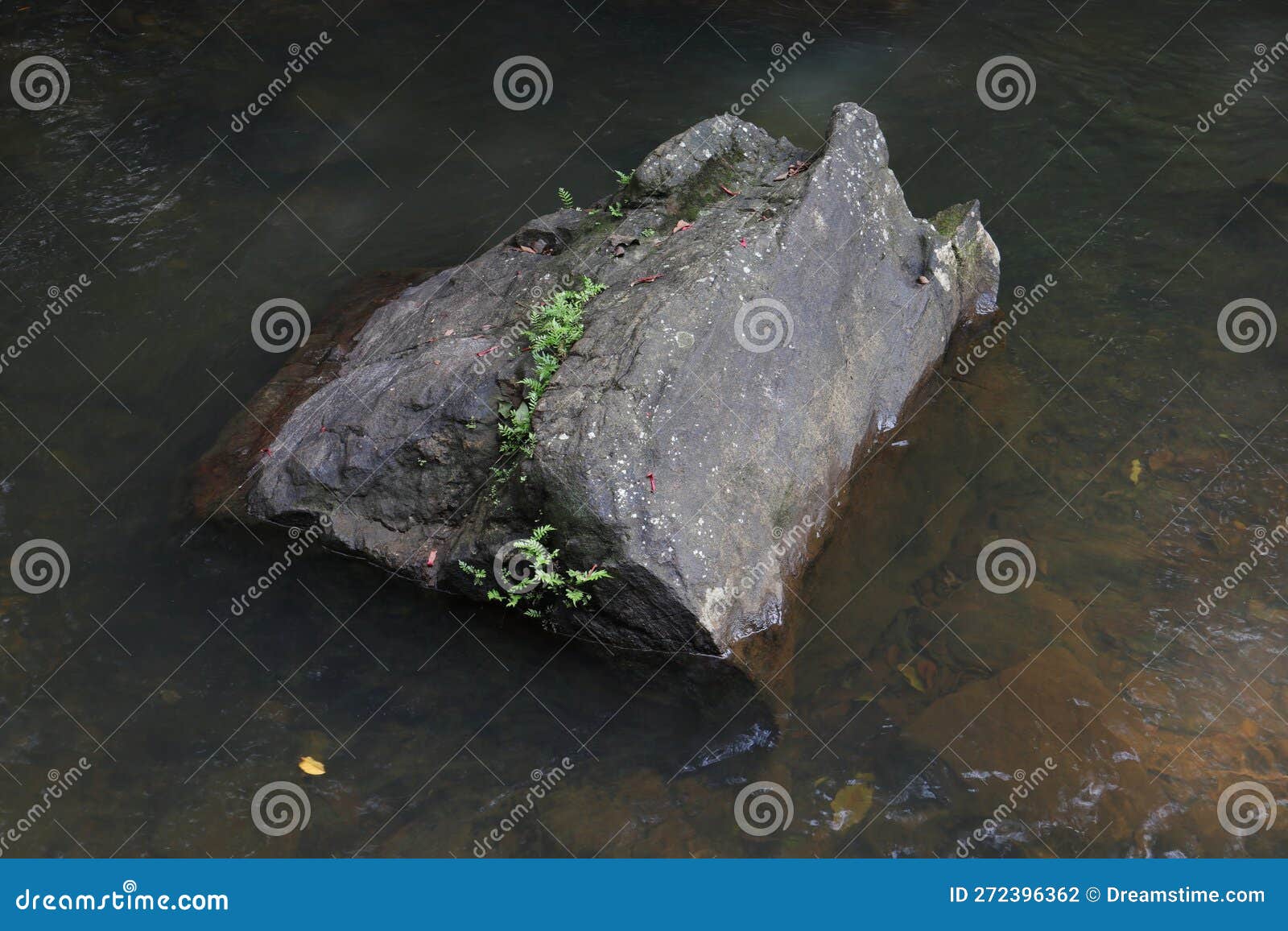 A Rock in the Middle of a River with Growing Small Fern Plants on the ...