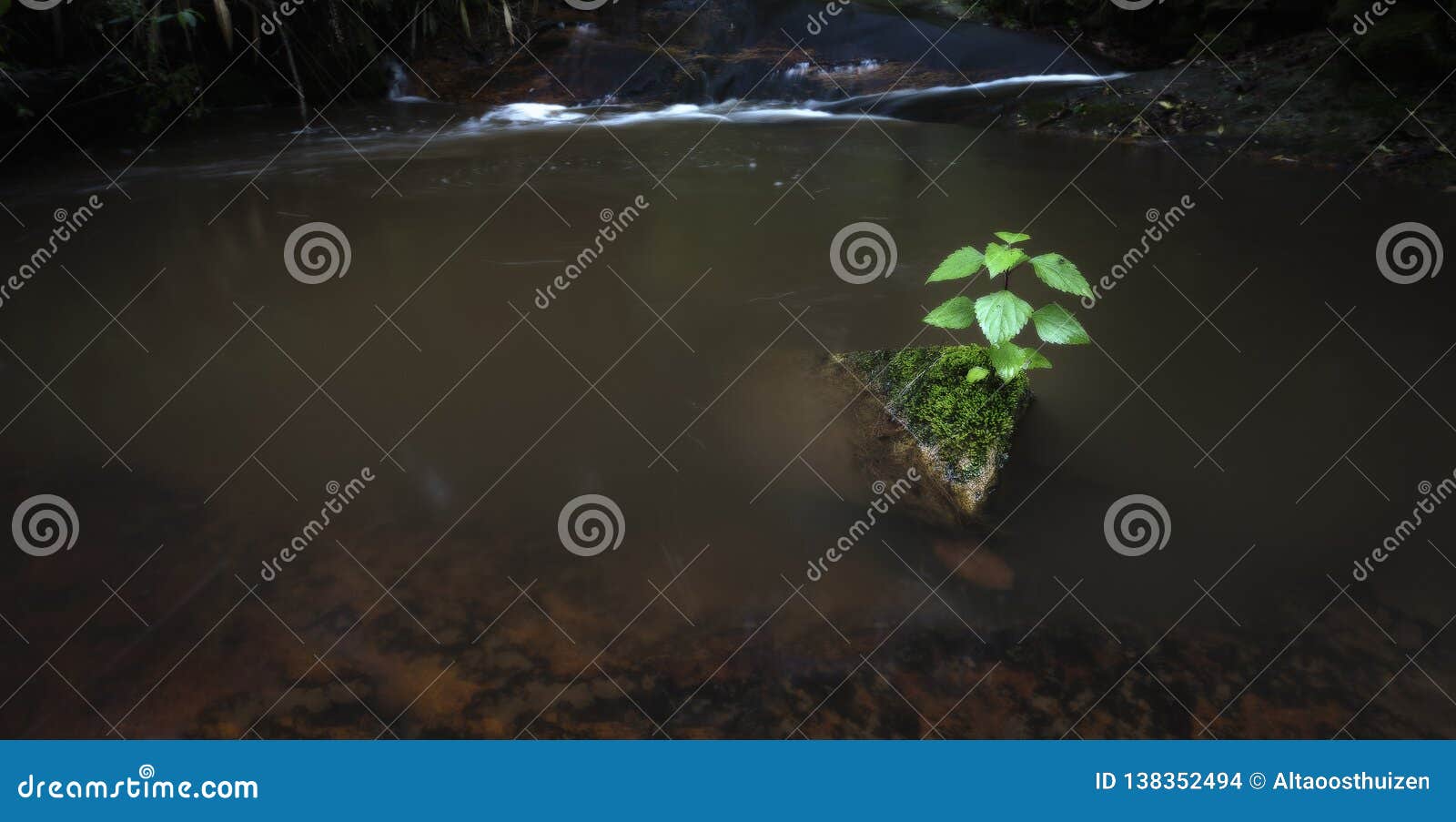 Rock in the Middle of a Small Stream with Tree and Moss Growing Stock ...