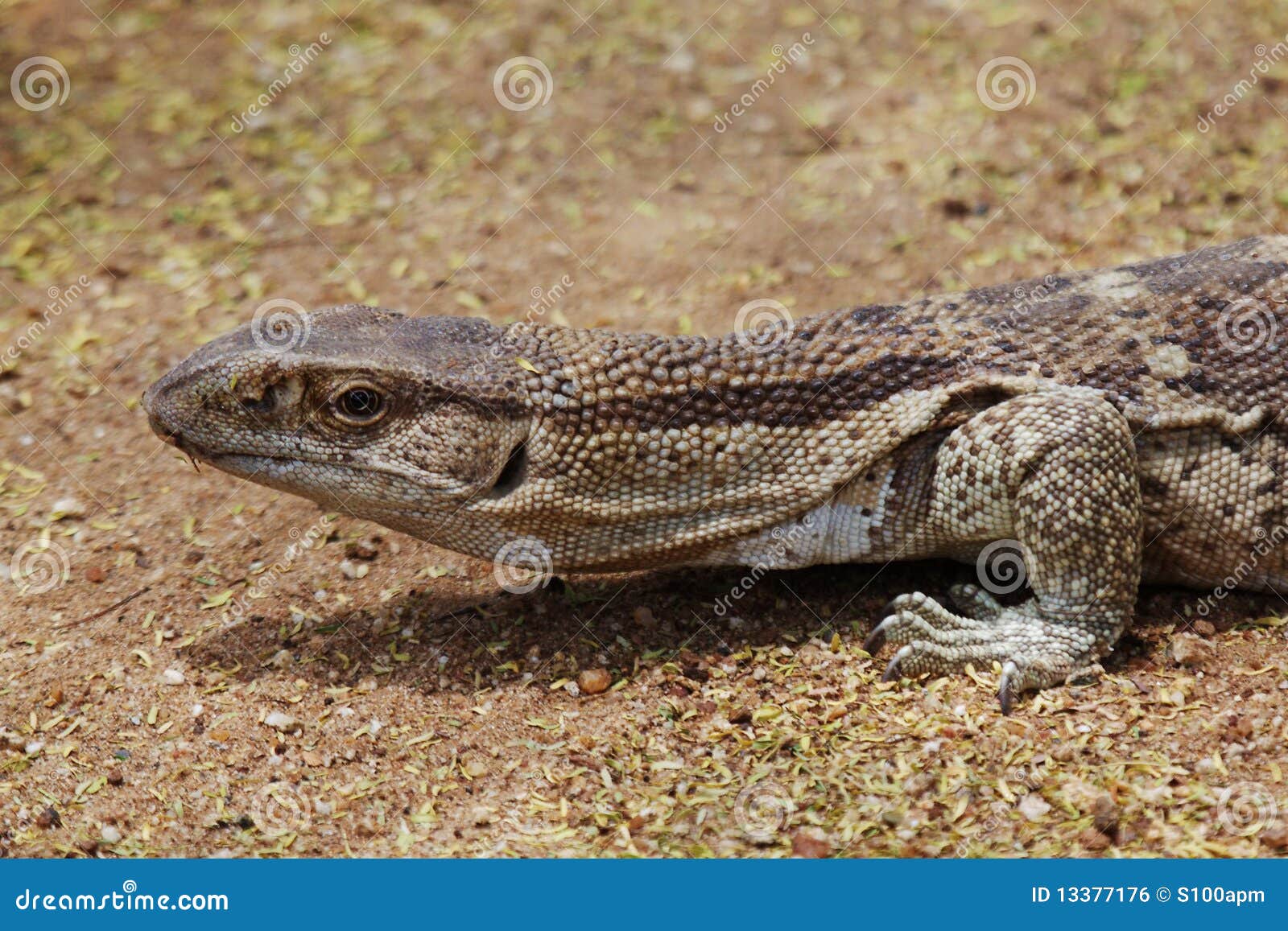 Rock Monitor stock photo. Image of predator, camouflage - 13377176