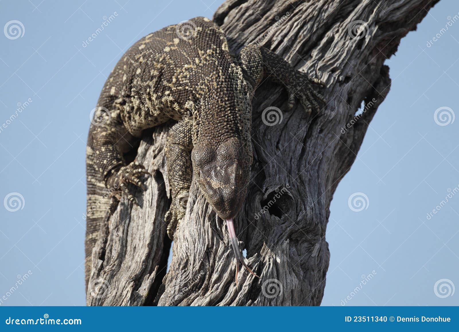 Rock Monitor Lizard stock photo. Image of blooded, animal - 23511340