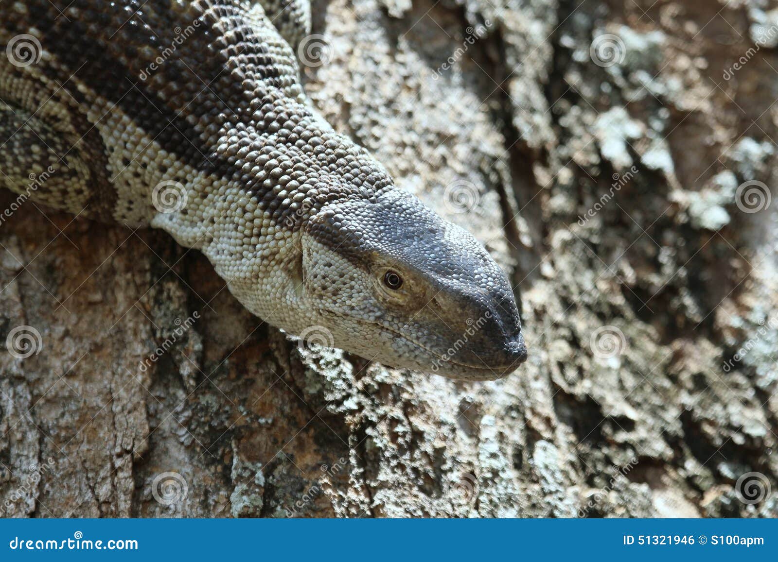 Rock Monitor (Varanus Albigularis) In South Africa Royalty-Free Stock ...