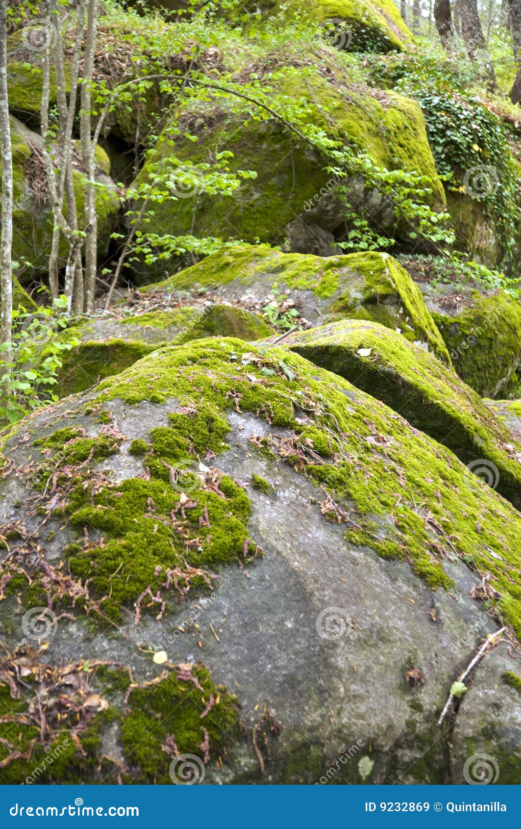 Rock with moss stock image. Image of spain, avila, winter - 9232869