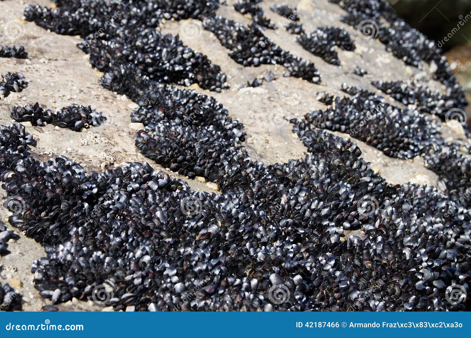 Rock with mussels stock photo. Image of mollusca, mollusk - 42187466