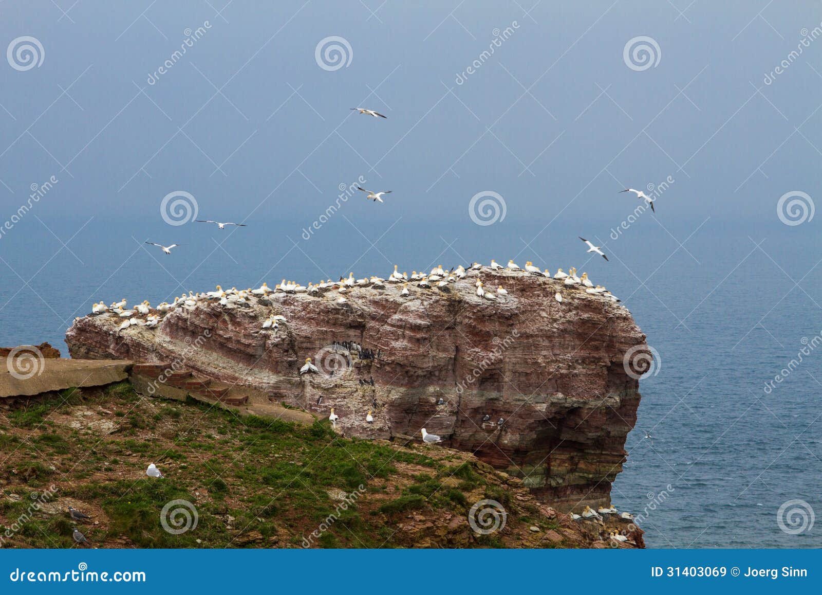 Rock at the North Sea with Many Birds Stock Image - Image of feathers ...