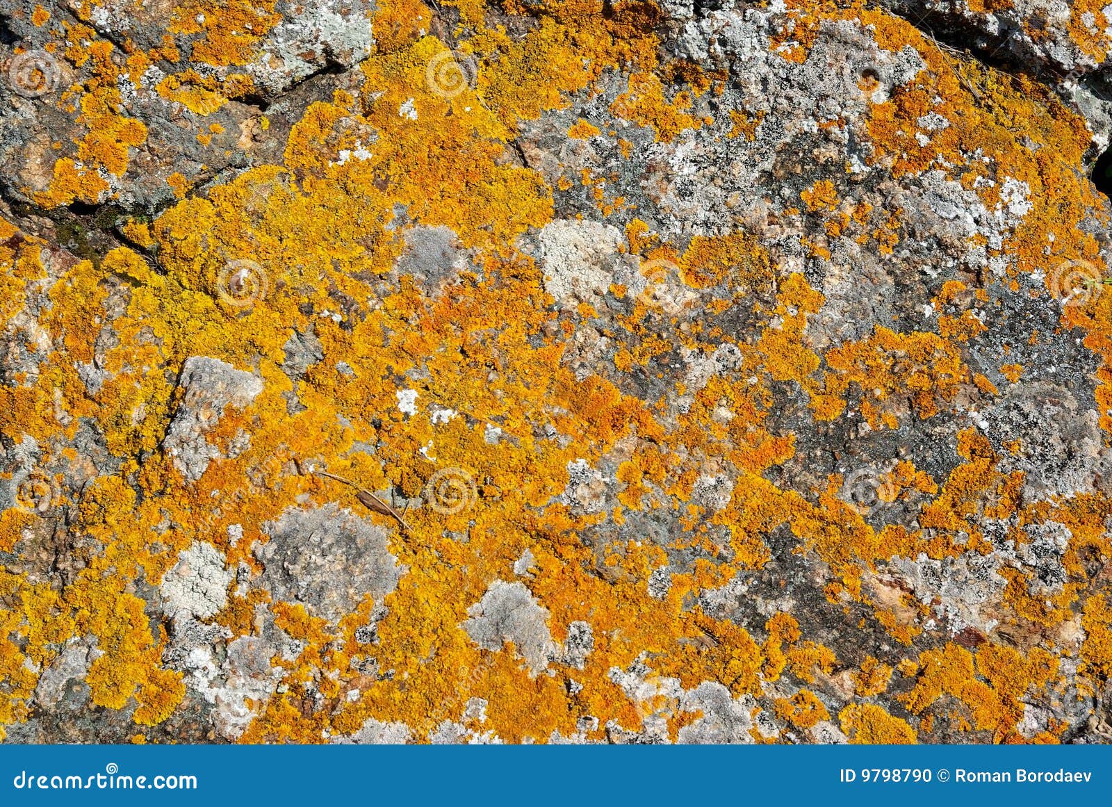 Lichen Rock Surface Moss Boulder Stone Rocky Texture Background Orange ...
