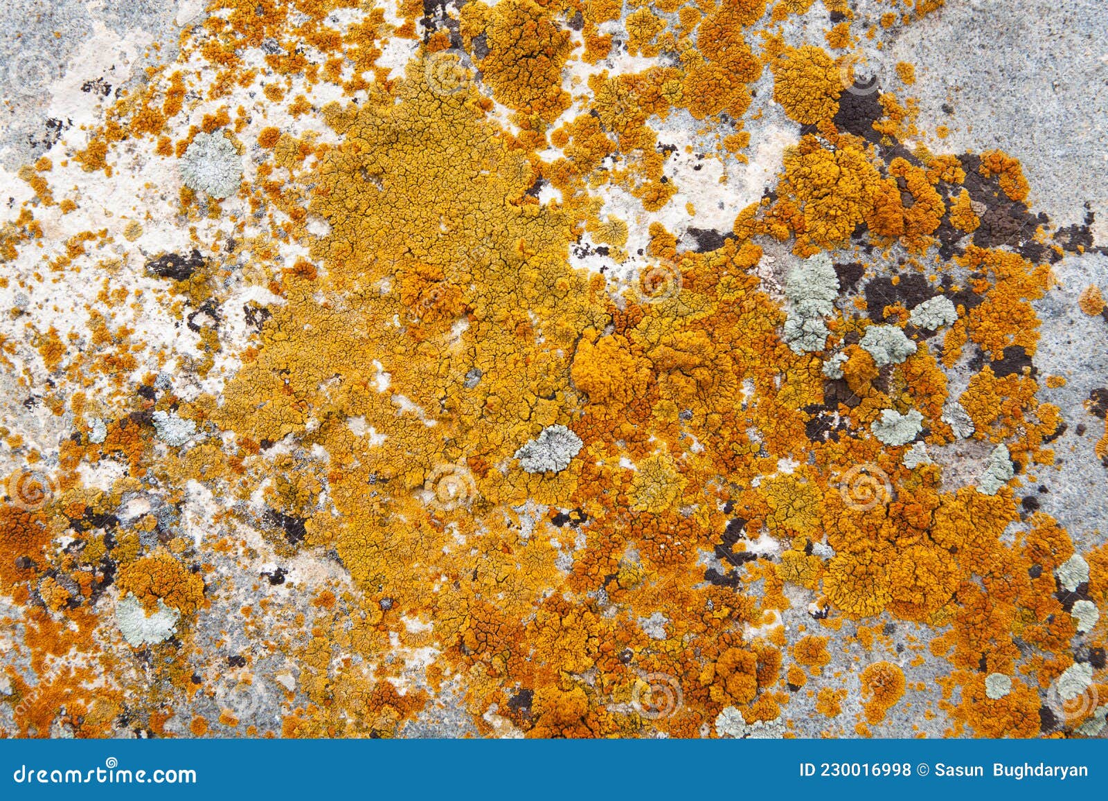 Rock with orange moss stock photo. Image of rock, detail - 230016998