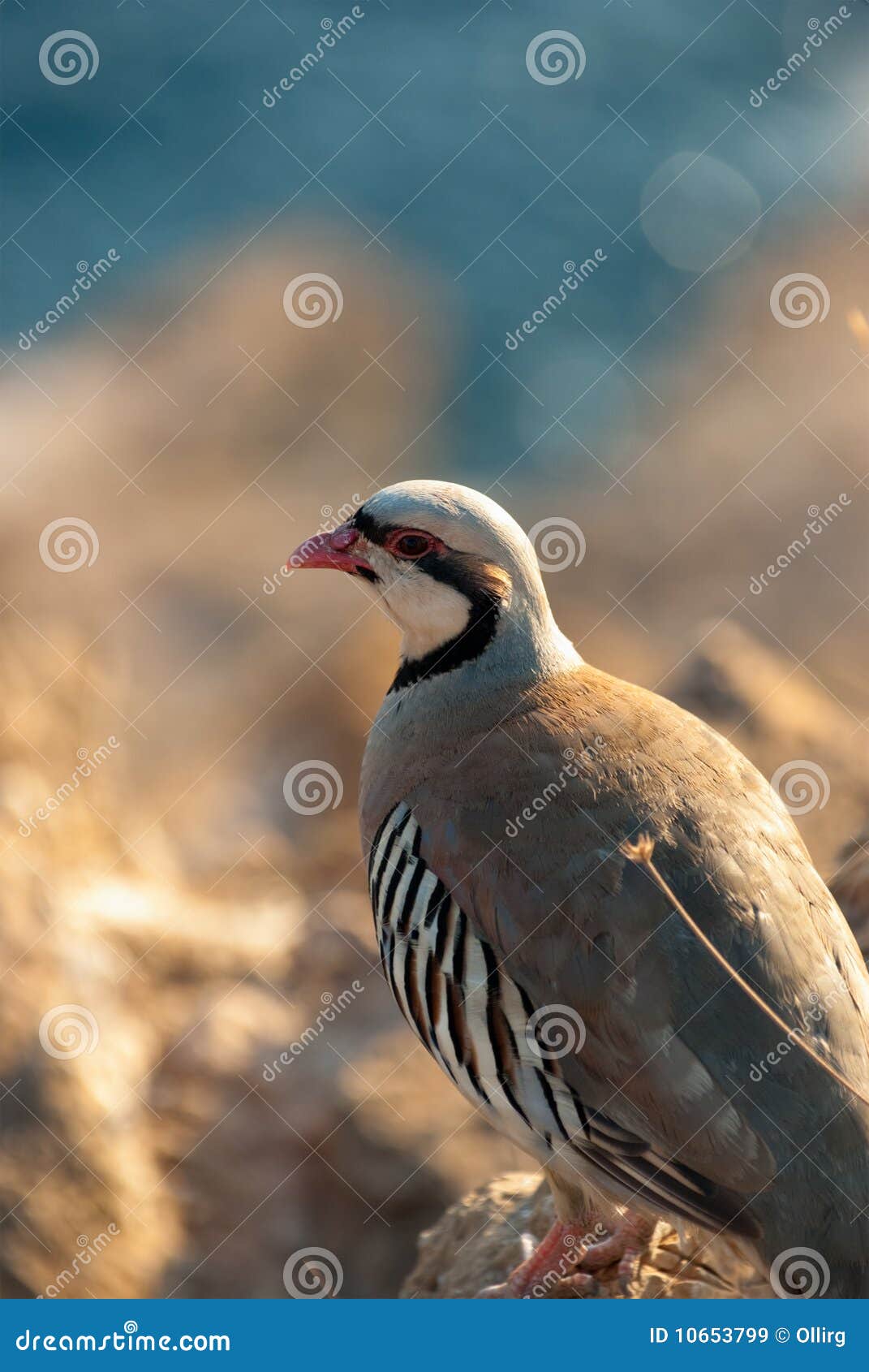 Rock Partridge stock image. Image of selective, closeup - 10653799
