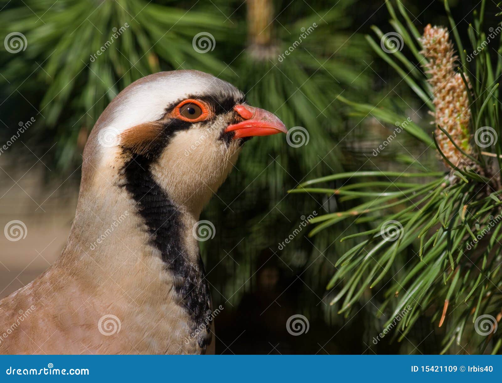 111 Colorful Rock Partridge Stock Photos - Free & Royalty-Free Stock ...