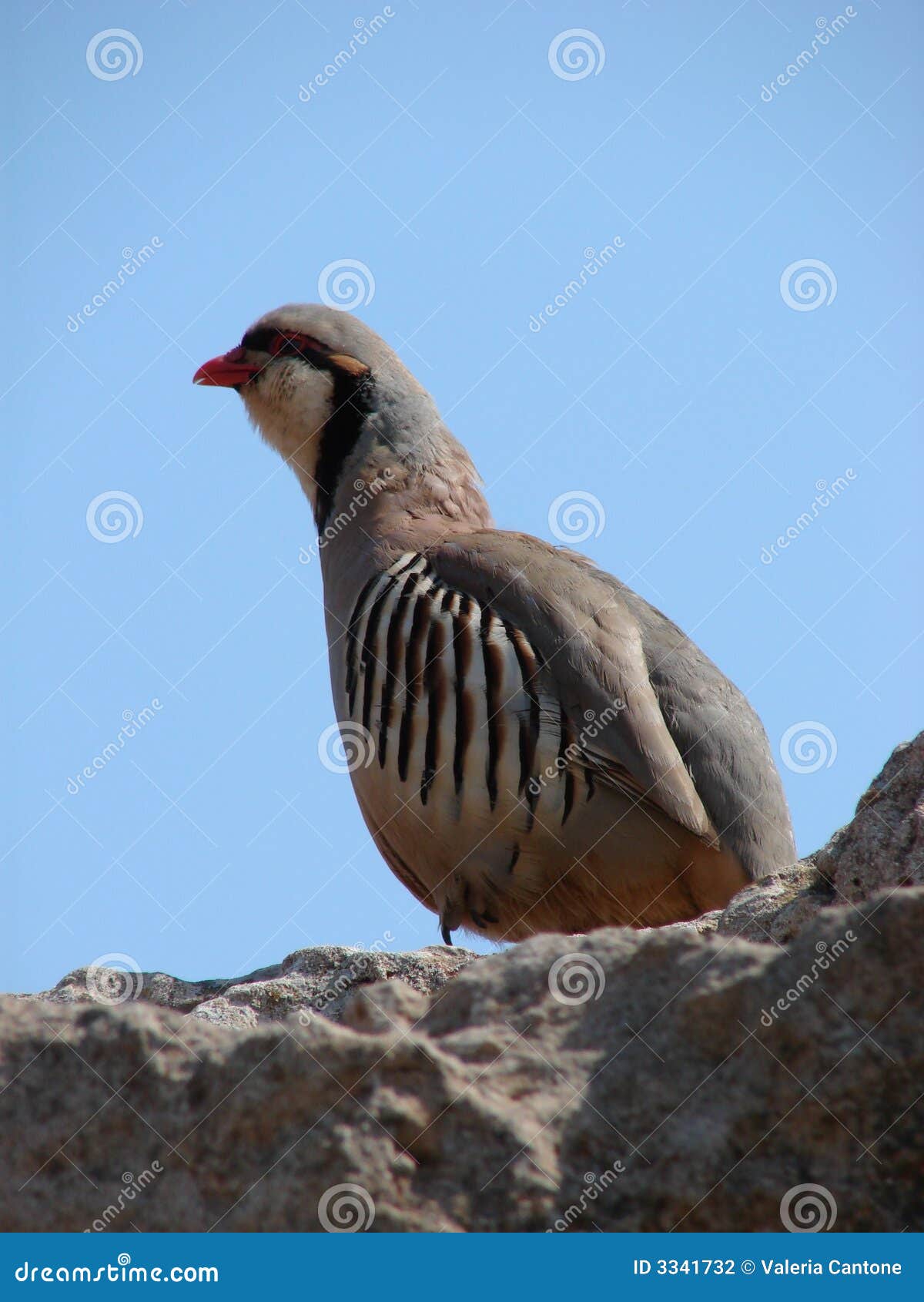 Rock Partridge Walking On The Steps From Poseidon Temple Stock ...