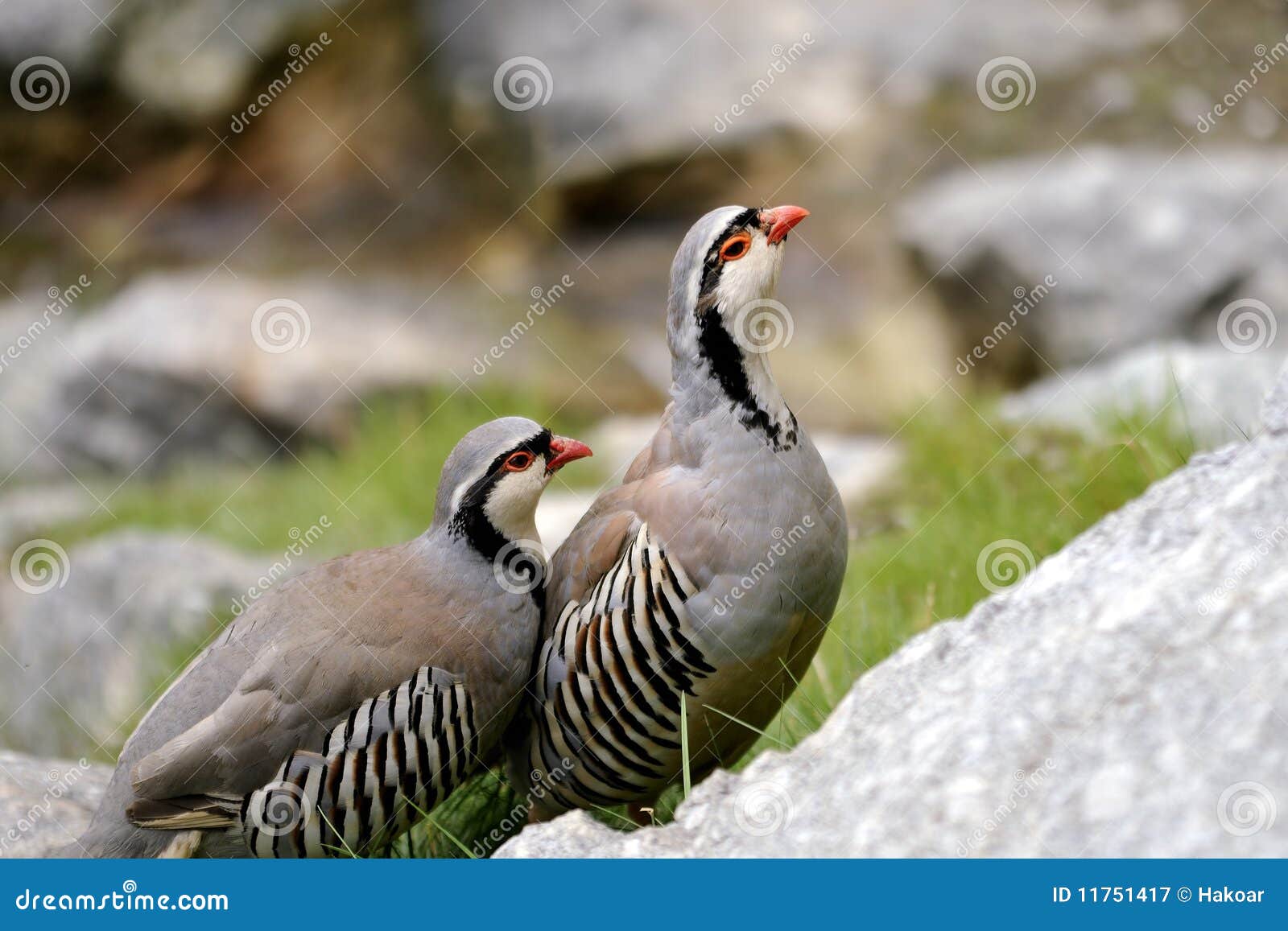 Rock Partridge, Alectoris Graeca Stock Image - Image of feathers ...