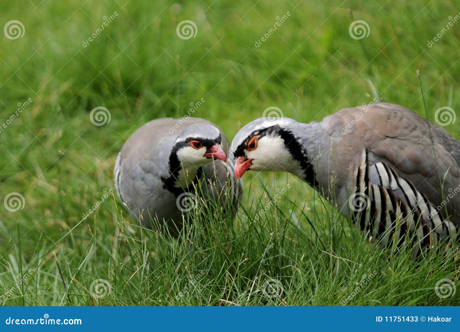 Rock Partridge Walking On The Steps From Poseidon Temple Stock ...