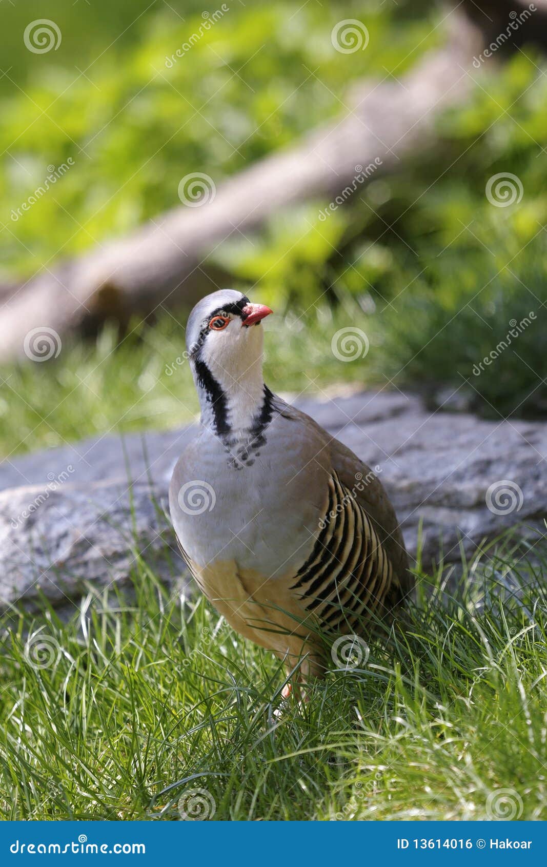 Rock Partridge, Alectoris Graeca Stock Photo - Image of cute, looking ...