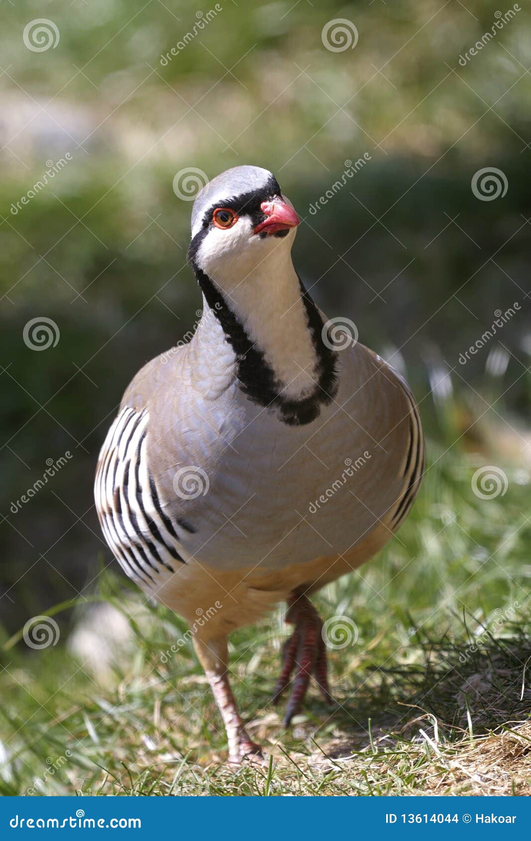 Rock Partridge, Alectoris Graeca Stock Photo - Image of alectoris ...
