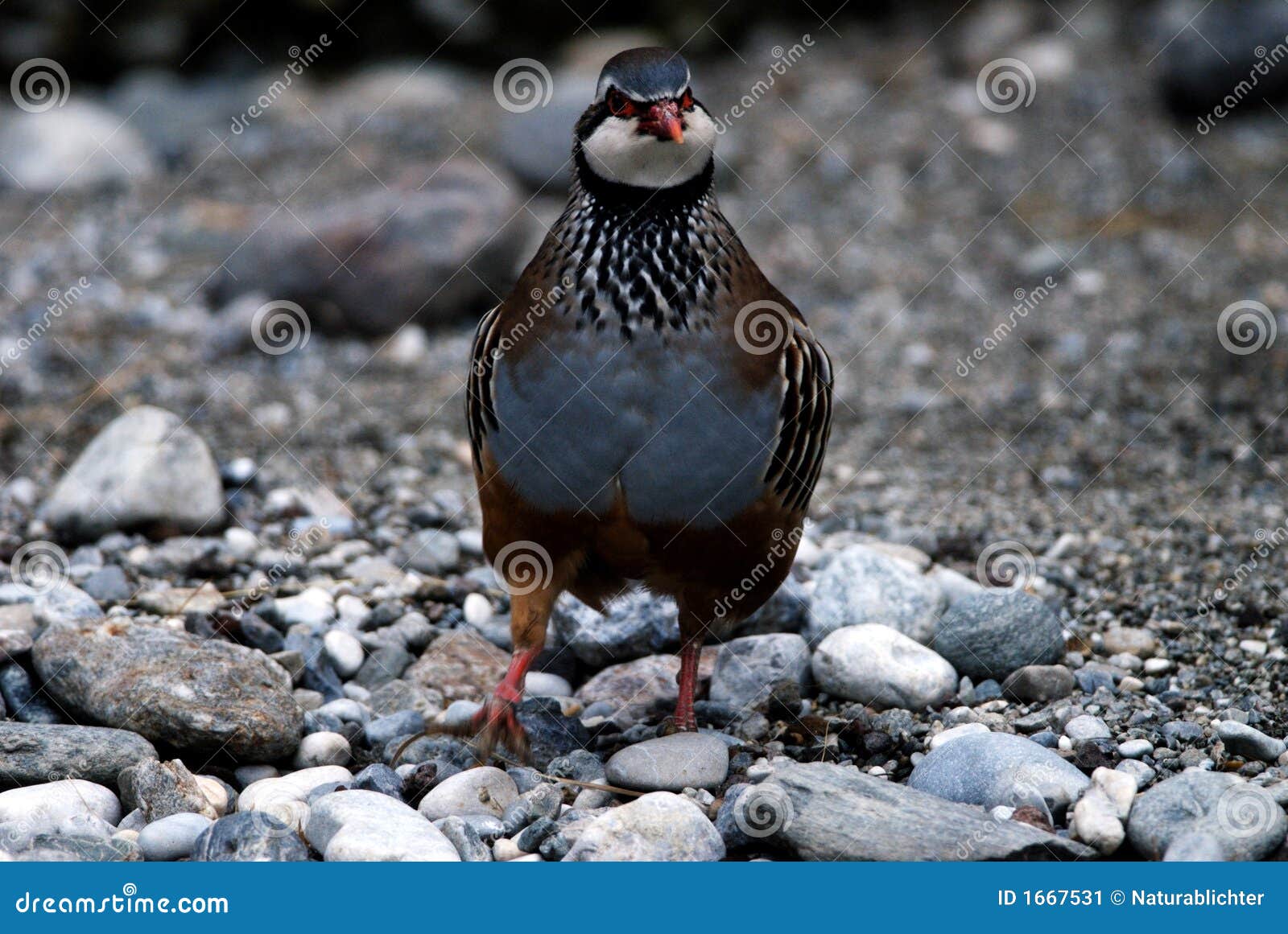 Rock Partridge; Greek Partridge Stock Image - Image of flying, natural ...