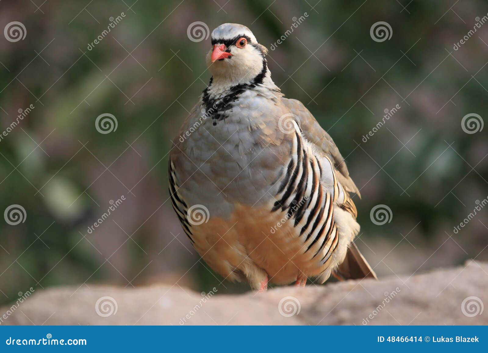 Rock partridge stock photo. Image of alectoris, animal - 48466414
