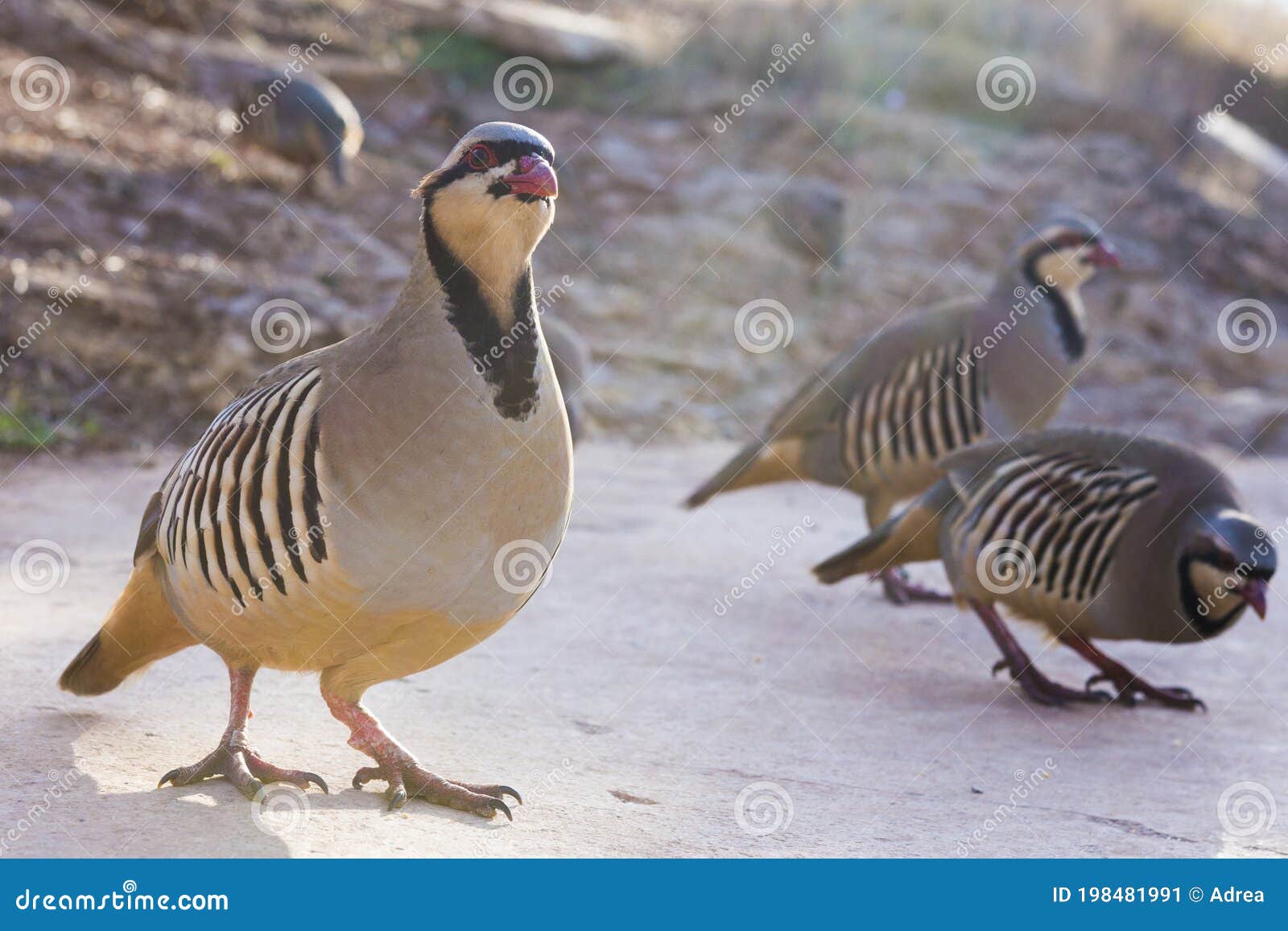 Rock Partridge walking stock image. Image of athens - 198481991