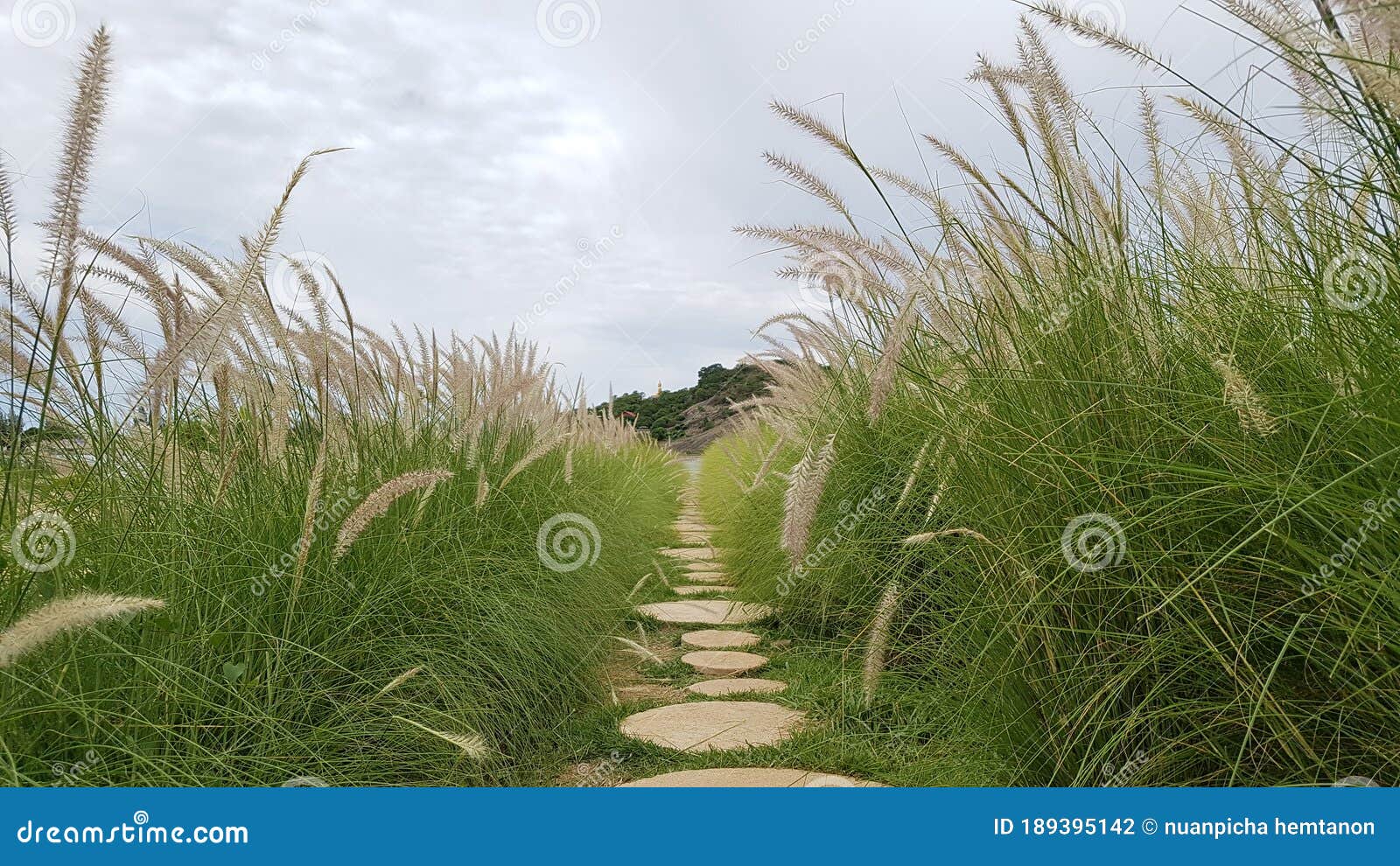 Rock pathway in grass stock photo. Image of agriculture - 189395142