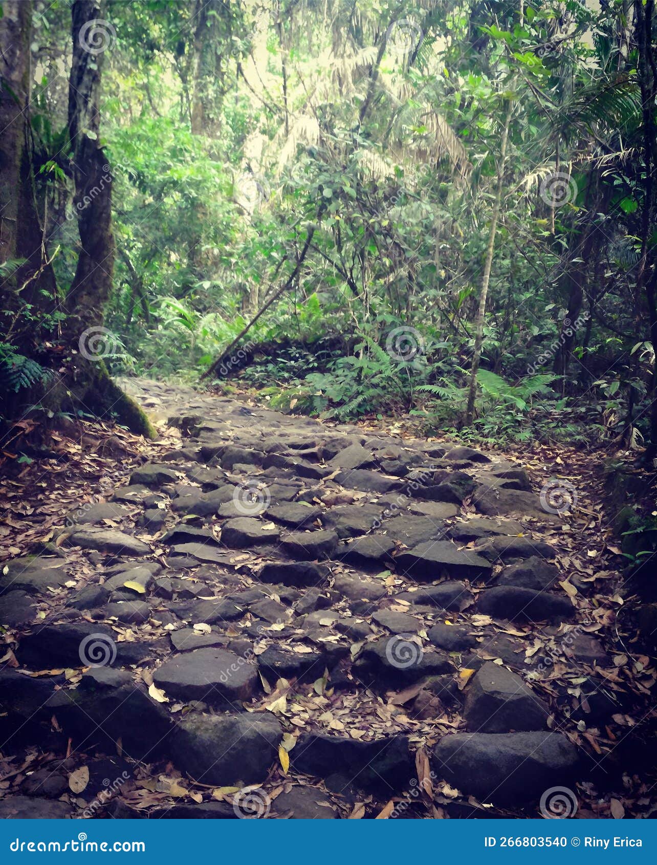 Rock Pathway through the Jungle Stock Photo - Image of green, rock ...