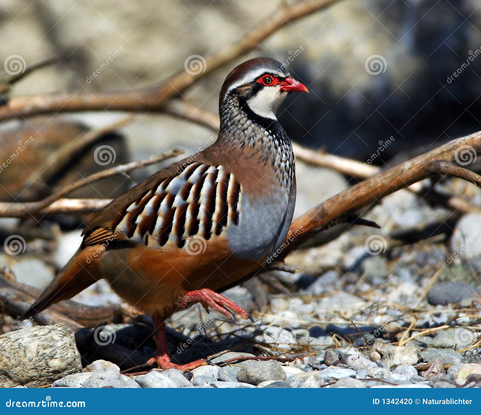 Rock Patridge; Greek Partridge Stock Photo - Image of flying, observe ...