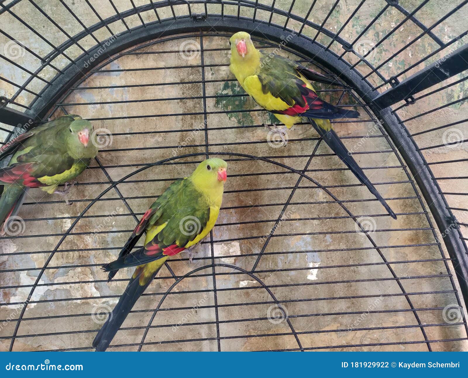 Rock Pebbler Parrots stock photo. Image of animal, parakeet - 181929922