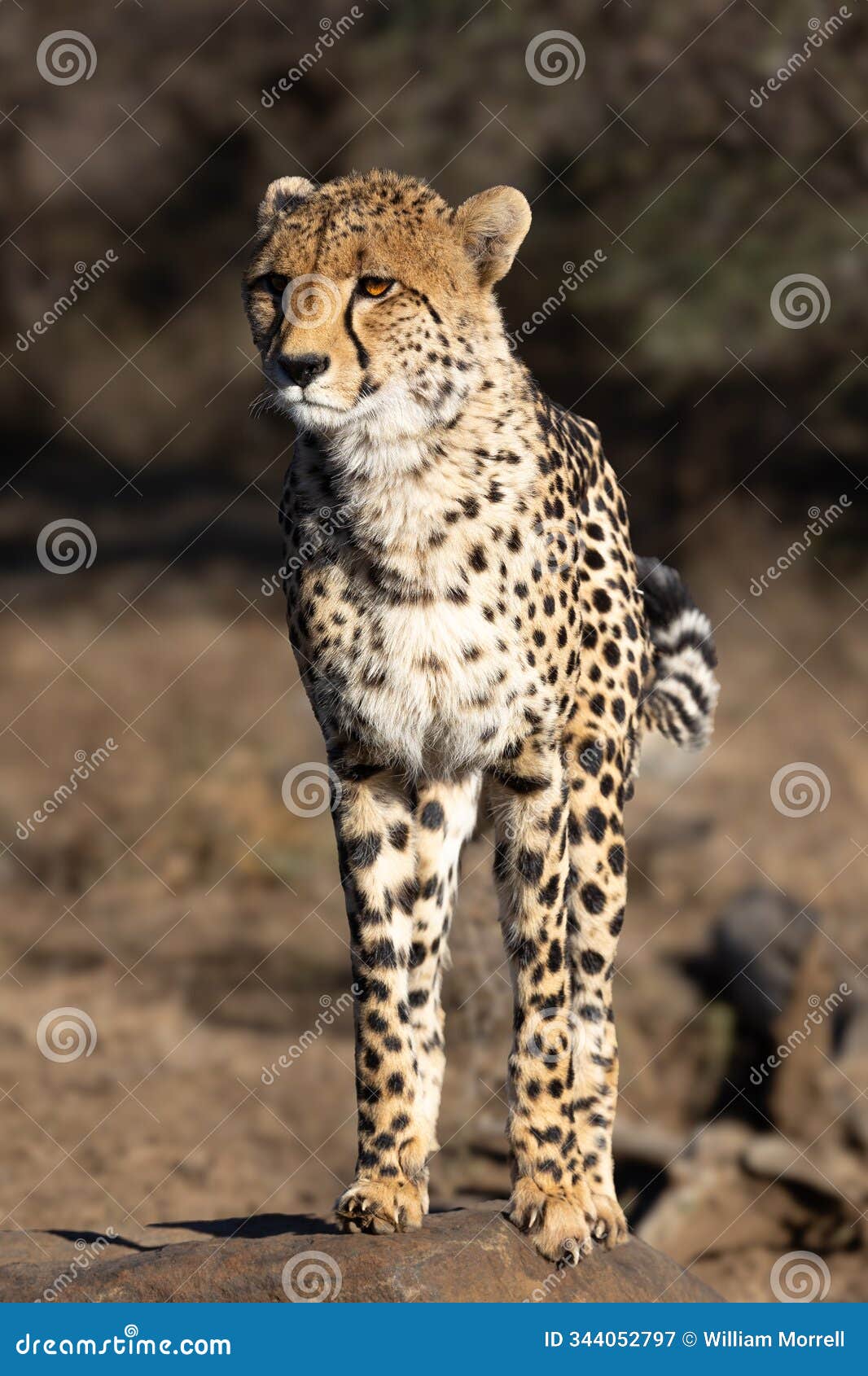 Rock perch 5 stock image. Image of male, surrounding - 344052797