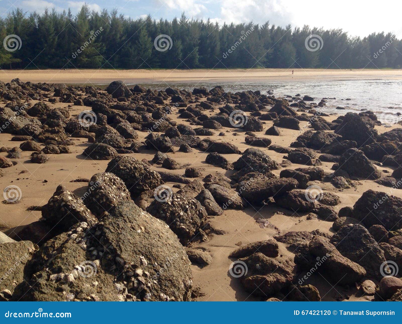 Rock on Phuket Beach, Thailand Stock Photo - Image of wetland, thailand ...