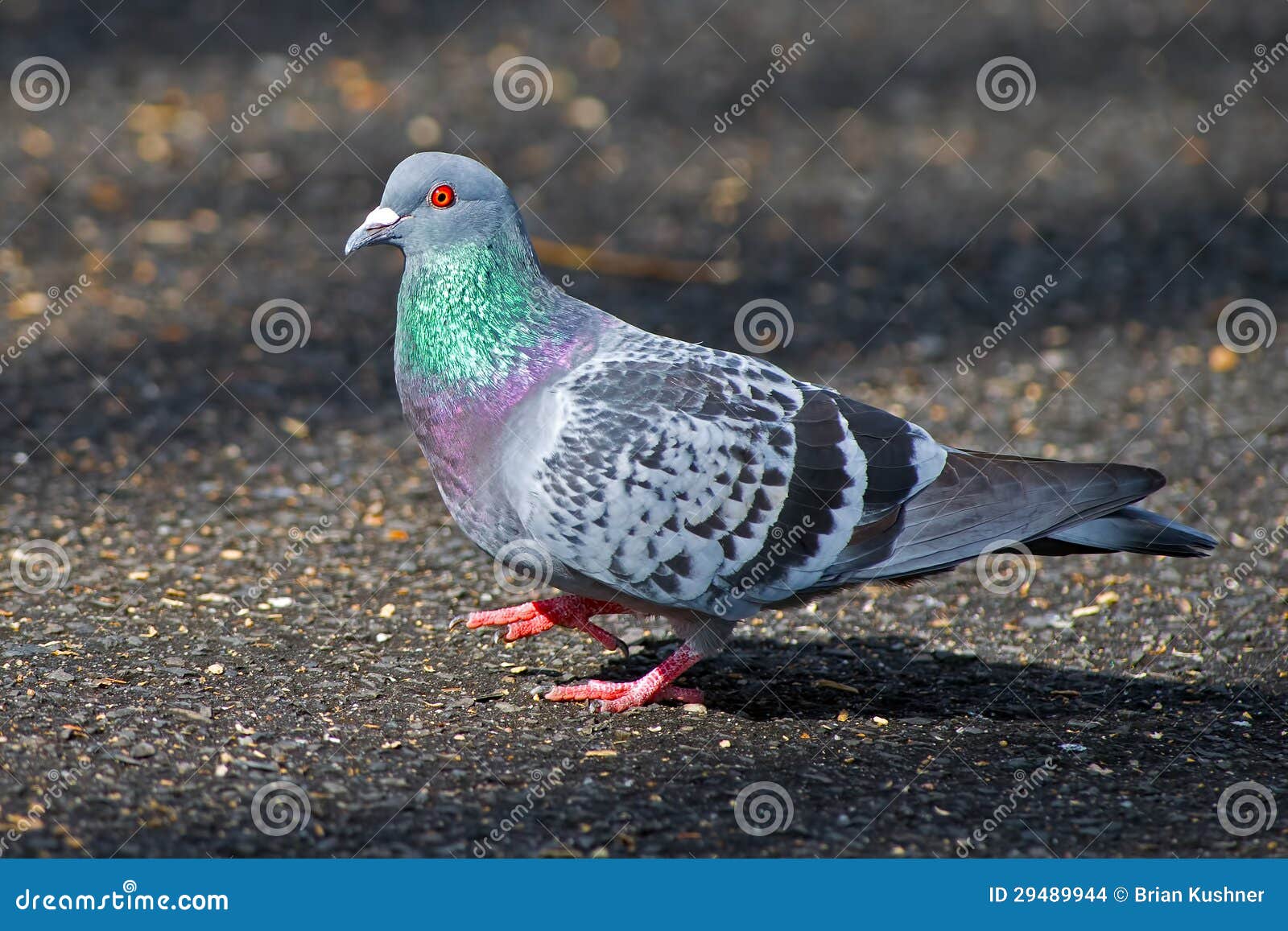 Rock Pigeon stock photo. Image of pigeon, wing, nature - 29489944