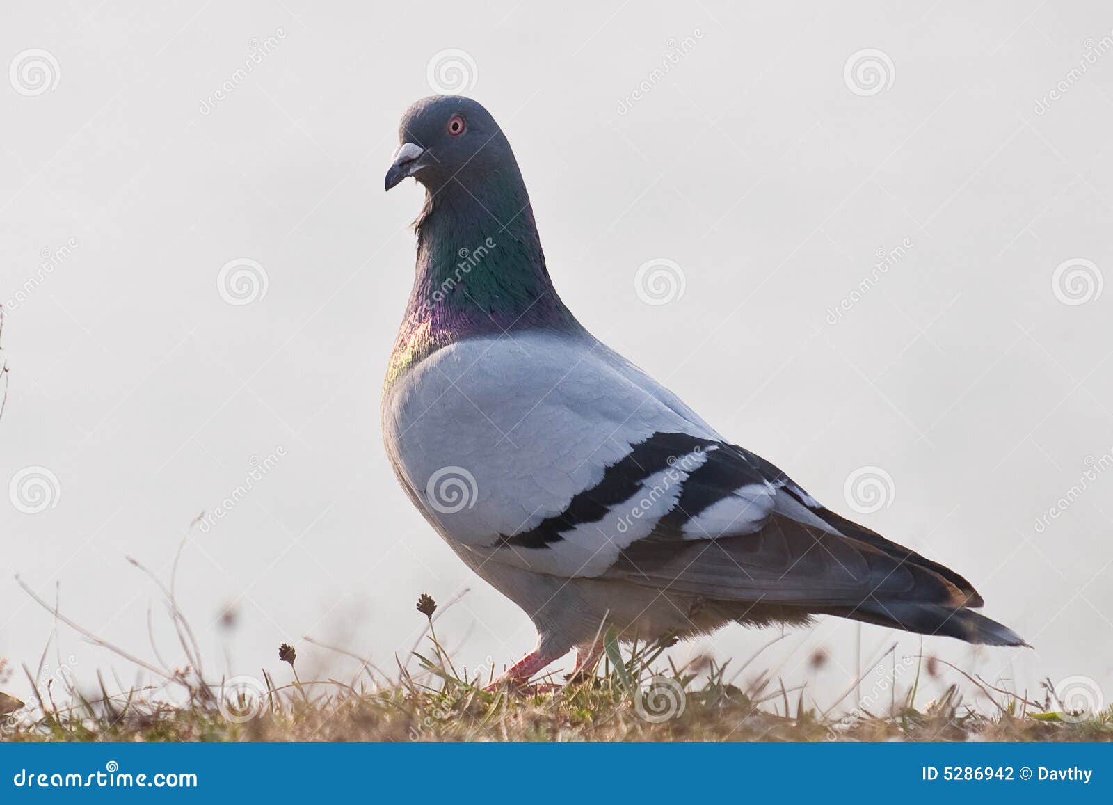 Rock Pigeon stock photo. Image of plant, wings, dove, rock - 5286942