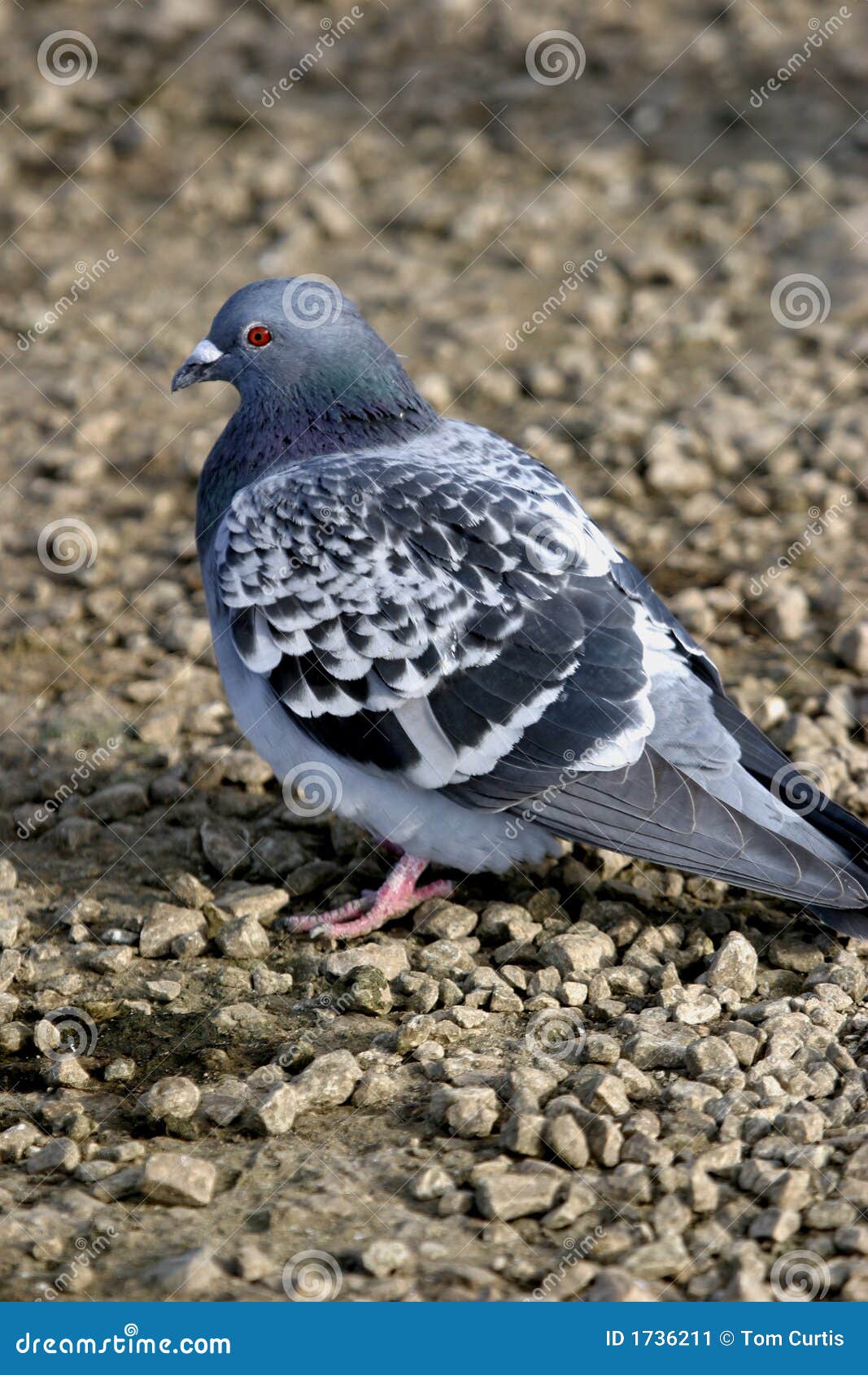 Rock Pigeon (Columba Livia) Stock Image - Image of pigeon, livia: 1736211