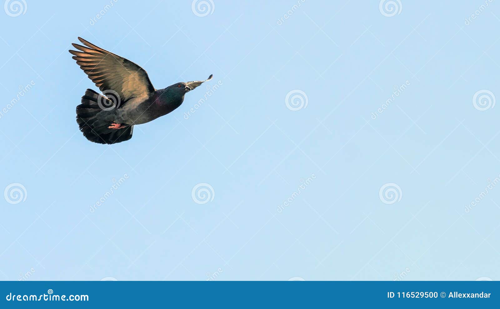 Rock Pigeon or Rock Dove Flying Stock Photo - Image of rock, bird ...