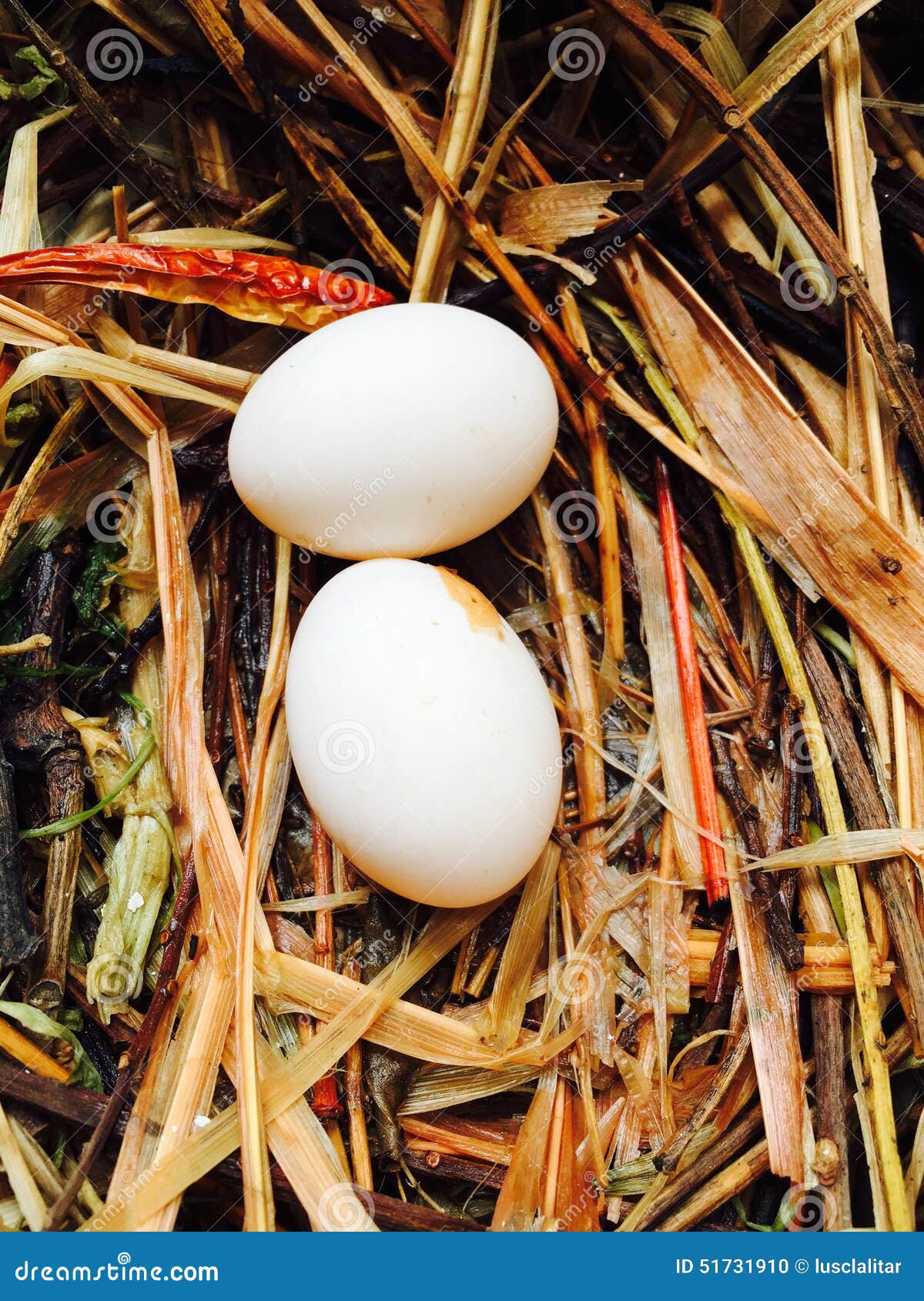 Rock pigeon egg stock photo. Image of pigeon, beautiful - 51731910