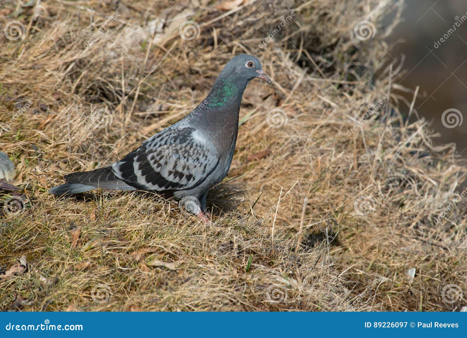 Feral Pigeon - Columba Livia Domestica Stock Image - Image of niagara ...