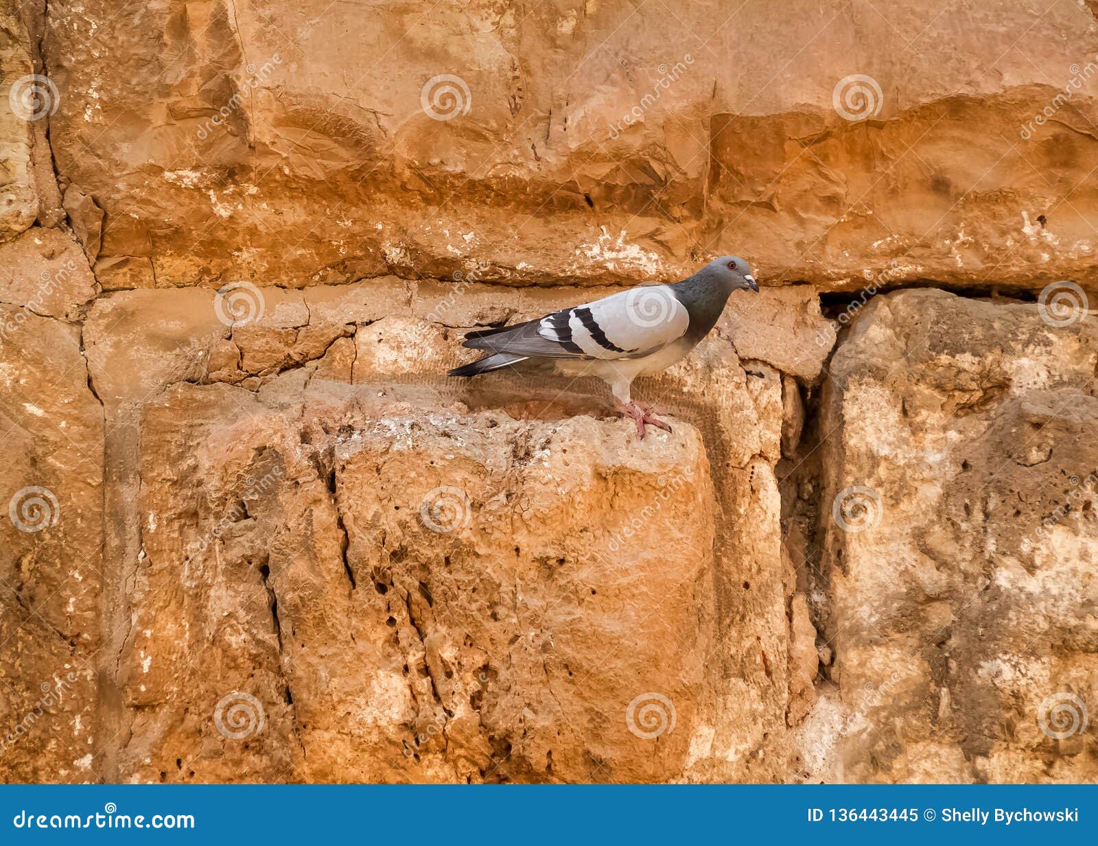 Rock Pigeon Standing Alone on Ancient Brick Wall in Jerusalem Stock ...