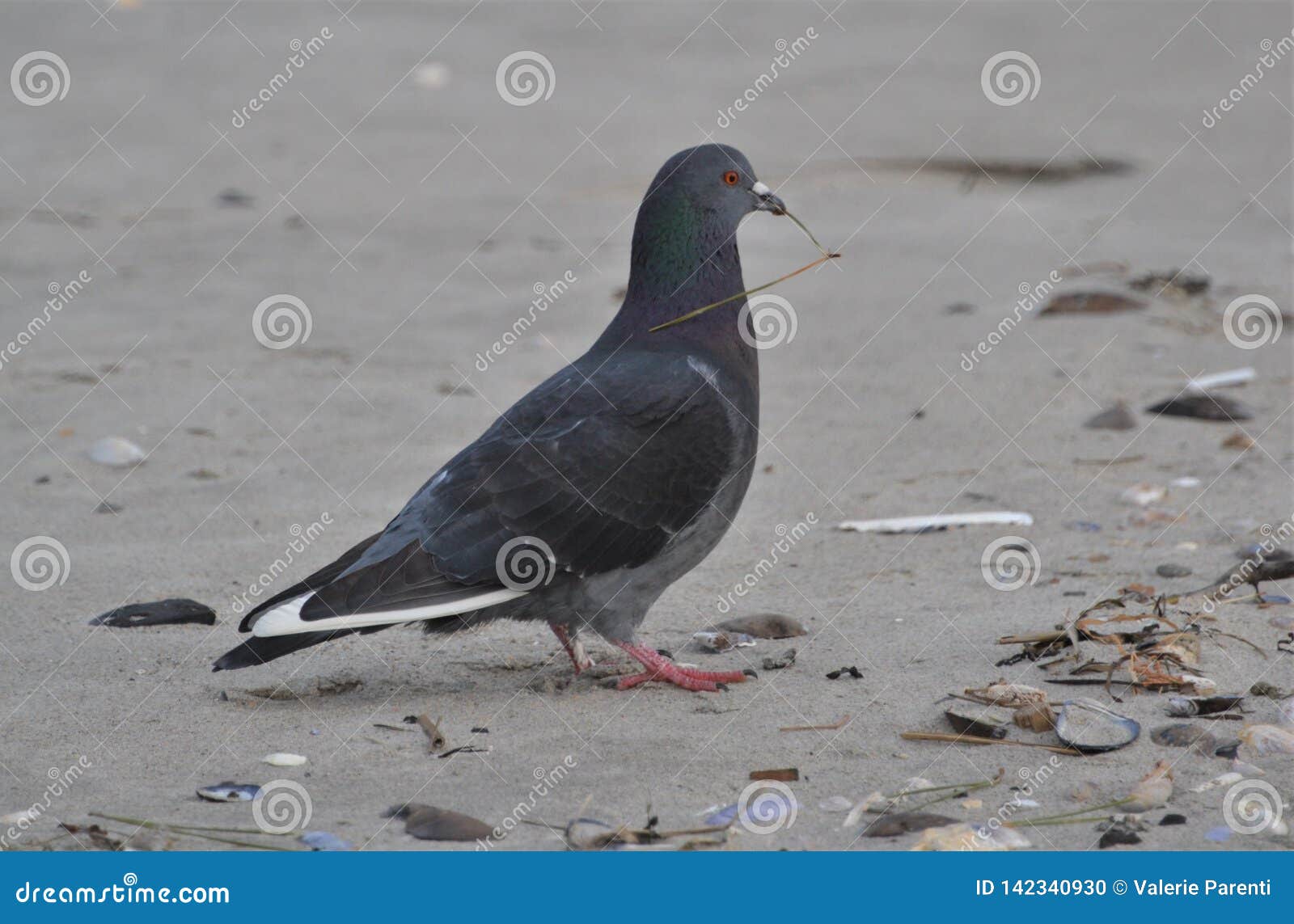A Pigeon Taking Off From The Eaves Under Green Trees; A Bird Spreading ...
