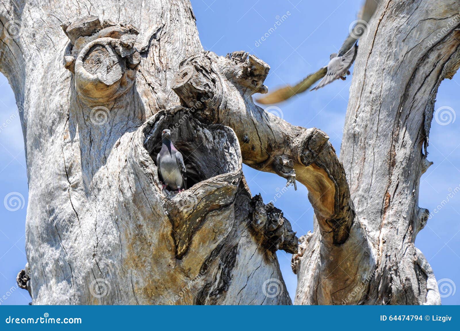 Rock Pigeon in tree stock photo. Image of wild, trunk - 64474794