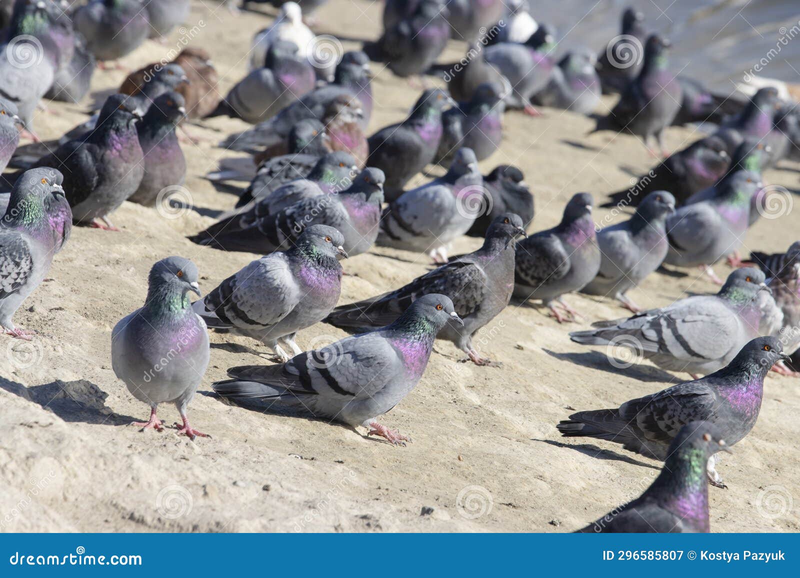 Rock Pigeons Sitting on a Granite Ledge Stock Image - Image of symbol ...