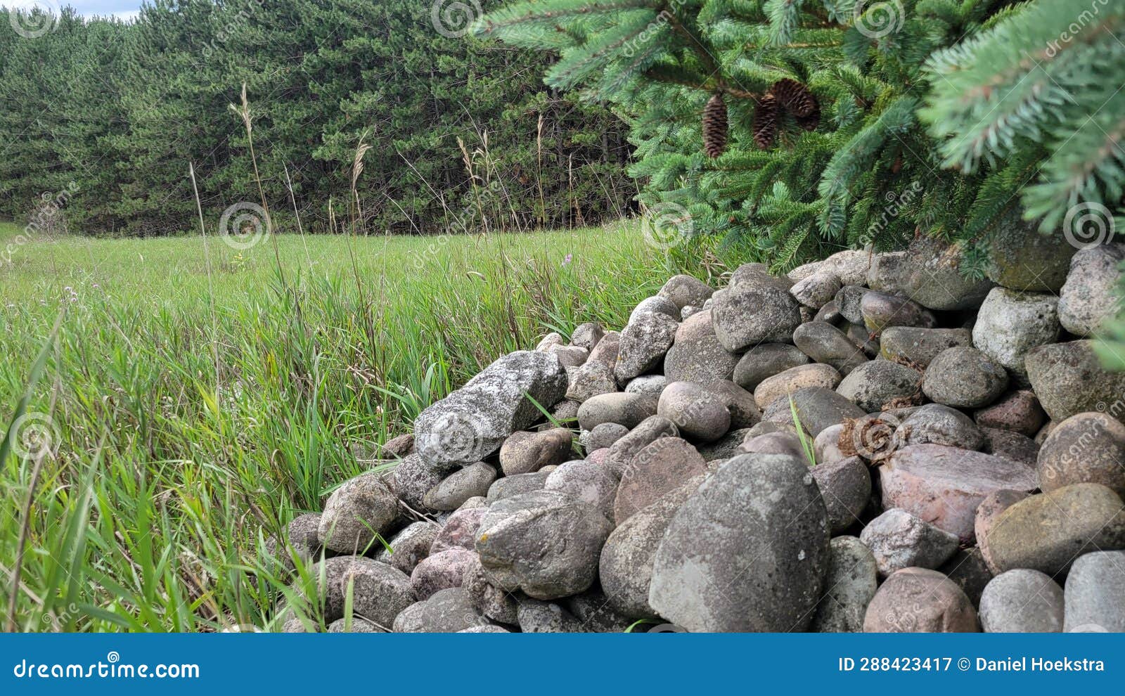 Rock Pile Under Pine Tree, Nature Photograph Stock Image - Image of ...