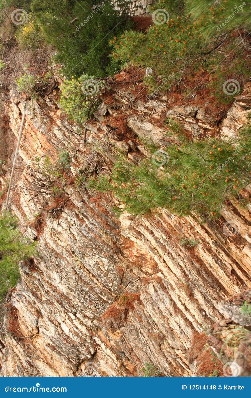 Rock and pine stock photo. Image of pine, tree, rock - 12514148