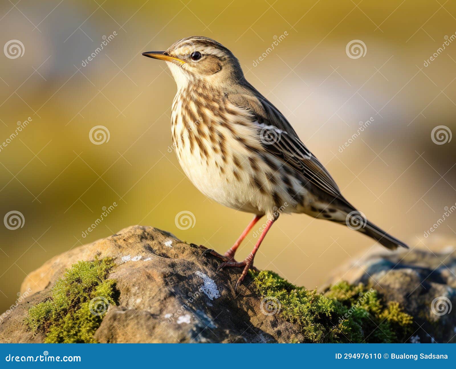 Rock Pipit (Anthus Petrosus) Made with Generative AI Illustration Stock ...