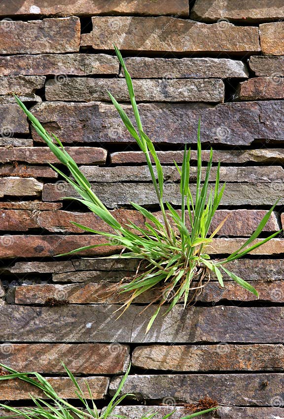 Rock and Plant Elements stock photo. Image of background - 3552574