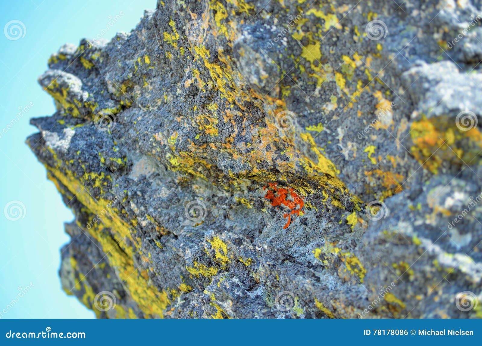 Rock and Plant stock photo. Image of colorado, detailed - 78178086