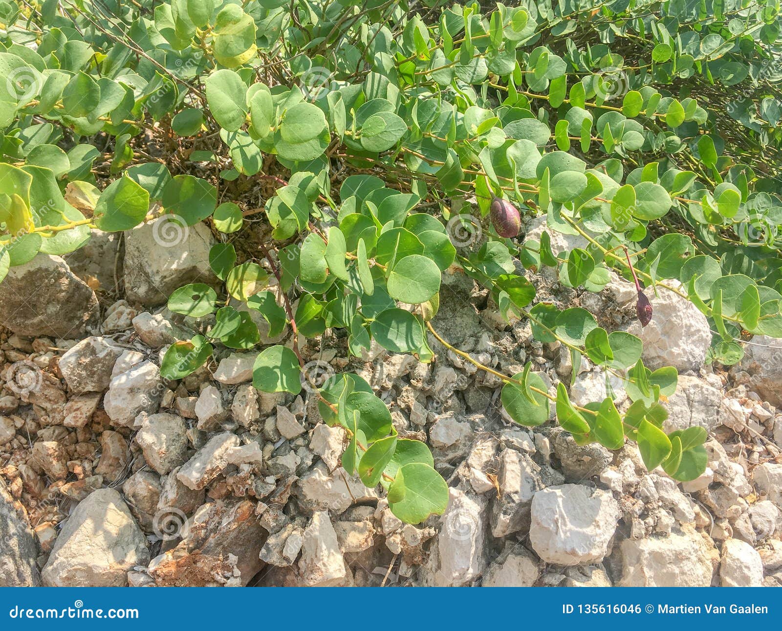 Rock Plants in Glyfa on Corfu, Greece. Stock Photo - Image of green ...