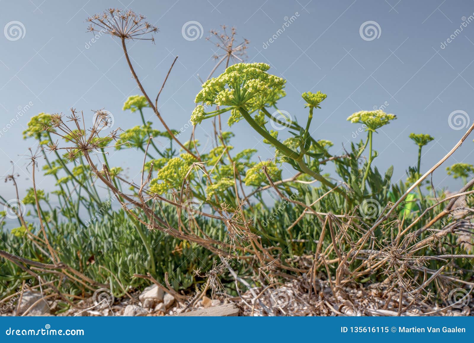 Rock Plants in Glyfa on Corfu, Greece. Stock Image - Image of flora ...