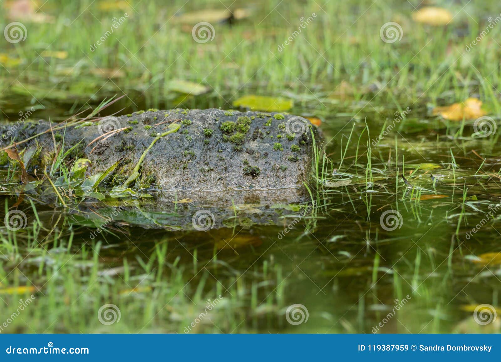 A Rock in the Pond with Reflection in the Water Stock Image - Image of ...
