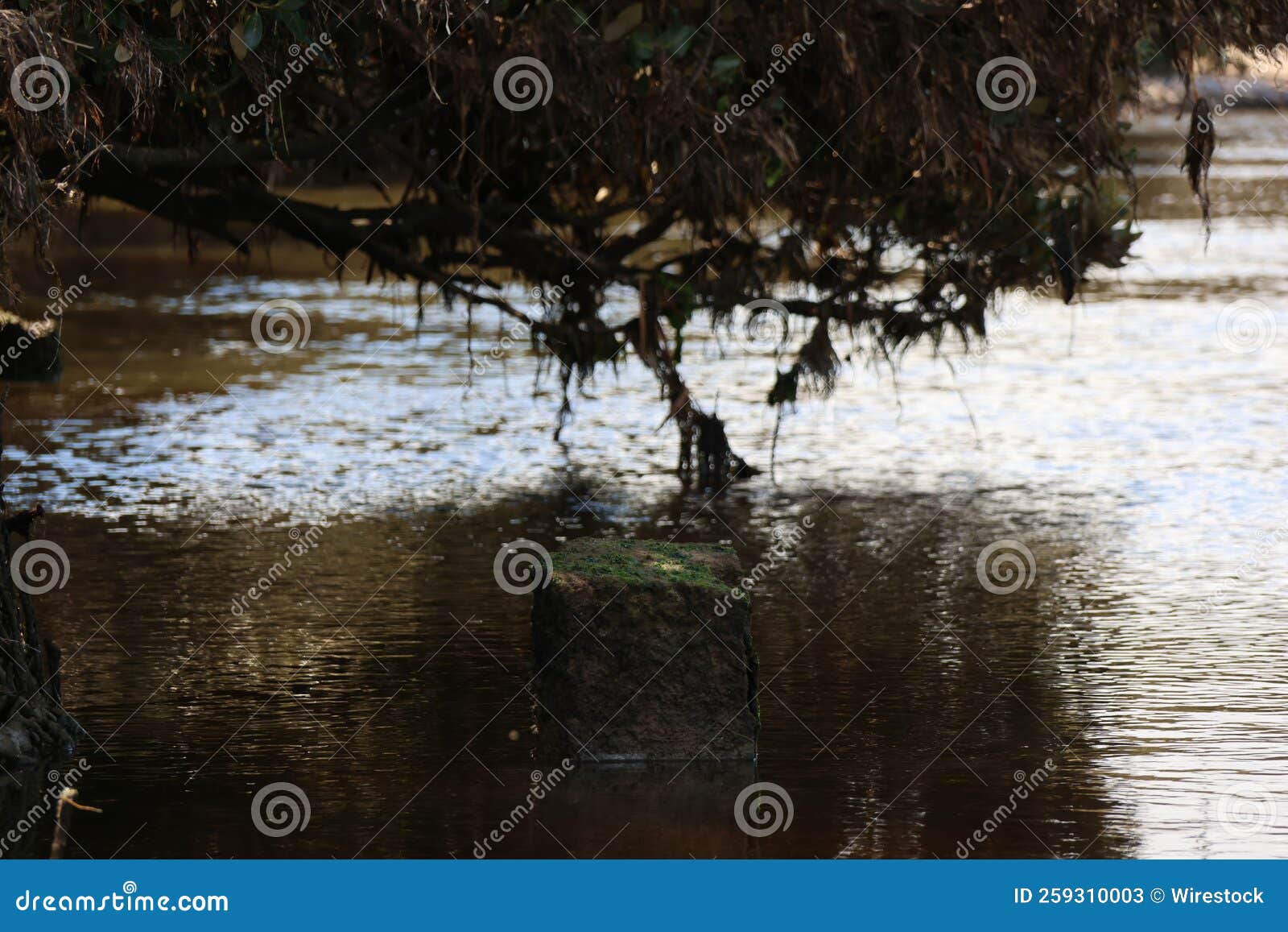 Rock in a Pond Under a Tree Stock Image - Image of daytime, outdoors ...