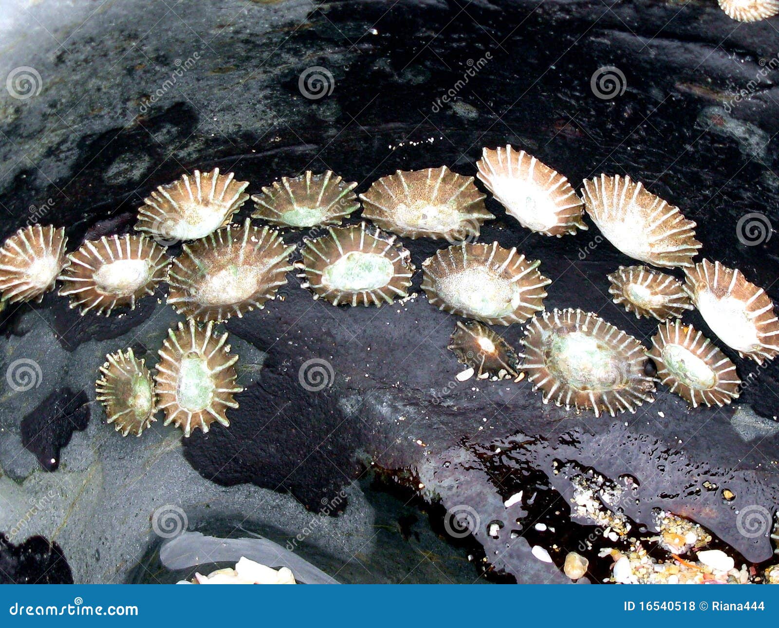 Rock pool stock photo. Image of ocean, rock, animals - 16540518